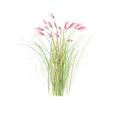 Pampas Grass Plant On Isolated Canvas 44647164 Png