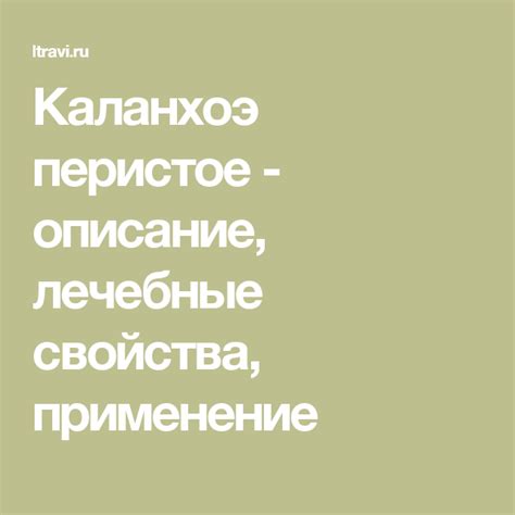 Каланхоэ перистое - описание, лечебные свойства, применение | Health