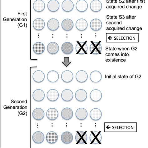 Visual Pathways A A Traditional Flowchart Of Visual Processing Download Scientific Diagram