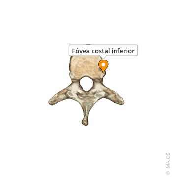 Fóvea Costal Inferior E Anatomy Imaios