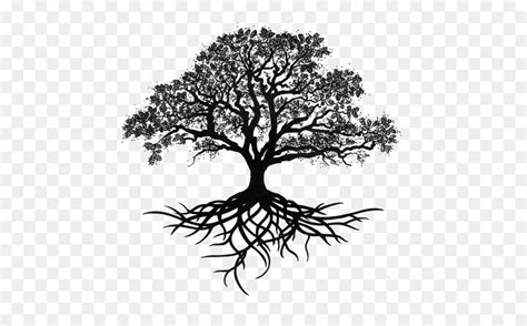Tree Roots Vector Png 1622235