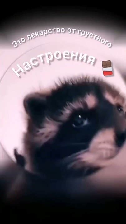 Лучшее лекарство 🍫😍 #еда #лекарство #вкусняшка #шоколад #shorts # ...