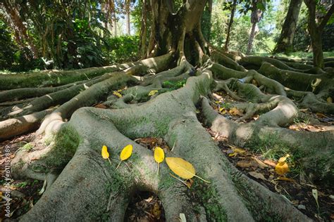 Exotic Tree Ficus Macrophylla Australian Banyan Fig Tree Trunk And Buttress Roots Close Up Stock