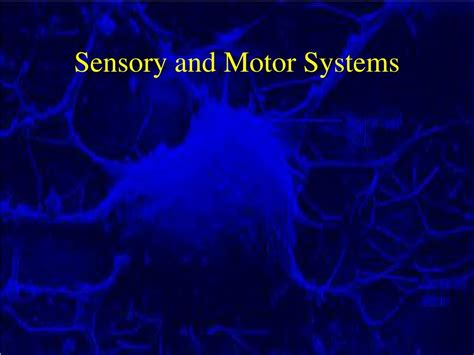 PPT Sensory And Motor Systems PowerPoint Presentation Free Download ID 9125650