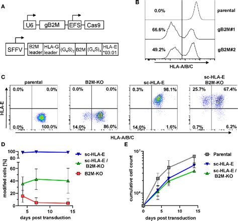 Figure 1 From Hla Class I Knockout Converts Allogeneic Primary Nk Cells