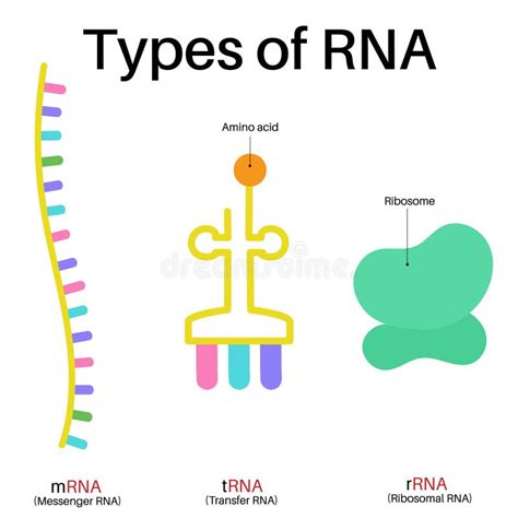 Basic Types Of Rna Stock Vector Illustration Of Science 325561797