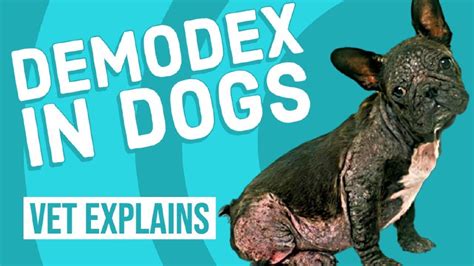 ¿es Curable El Demodex En Perros