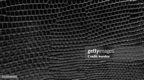 Python Texture Photos And Premium High Res Pictures Getty Images