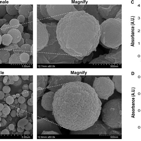 Field Emission Scanning Electron Microscopy Fesem And Spectral