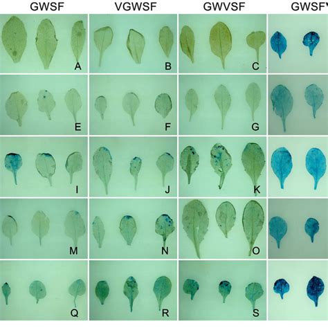 Mechanisms Of Sexual And Apomictic Seed Development Seed Download Scientific Diagram
