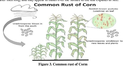 Figure From Detecting Three Different Diseases Of Plants By Using Cnn