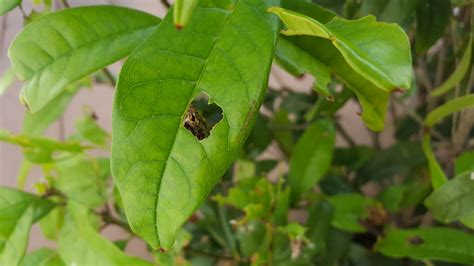 ガーデニングの天敵 Vol 6 食性害虫のミノムシチャミノガオオミノガを駆除する 苔園芸の情報サイト苔日和 こけびより