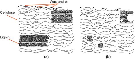 Structure Of A Untreated And B Treated Fiber Download Scientific Diagram