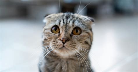 Db Application Sections · Ai Funding Applications