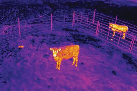 drone counting cattle drone hd wallpaper regimage