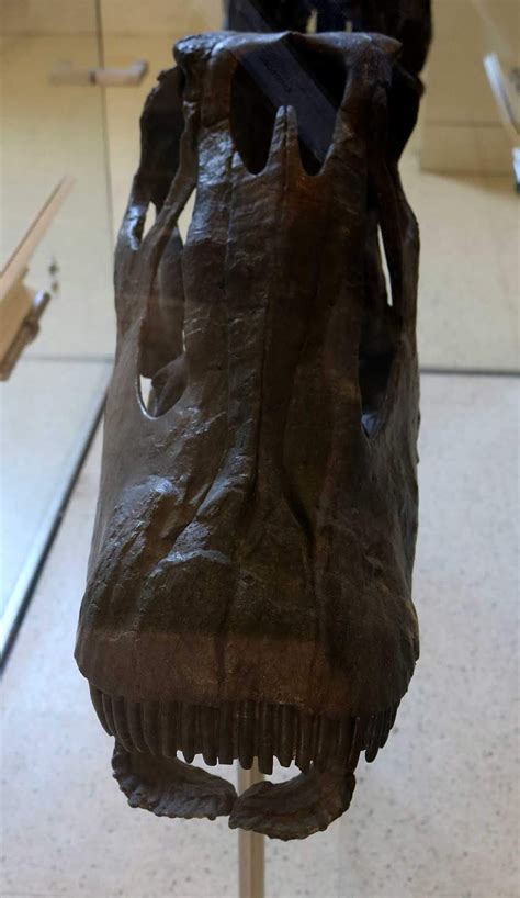 Louisville Fossils And Beyond Diplodocus Longus Dinosaur Skull Fossil