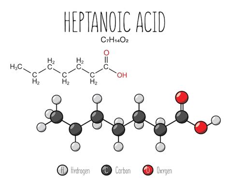 Heptanoic Acid Condensed Structural Formula Mediumchain Fettsäuren