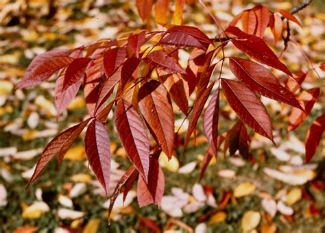 Ash Tree Leaves