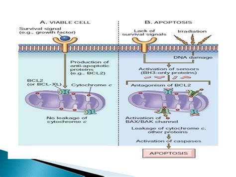 Apoptosis Extrinsic Path Waypptx