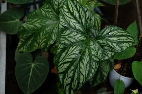 The Cercestis Mirabilis And How To Take Care Of It