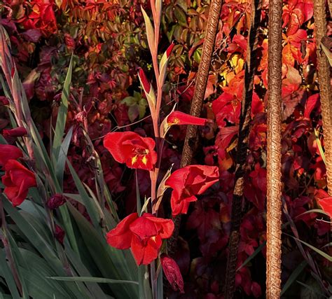 Gladiolus ‘autumn Red Lambley Nursery