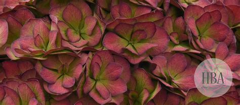 Royal Anastasia Blue Hydrangea Breeders Association