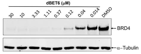 Cellular Brd4 Protein Degradation Assay Reaction Biology