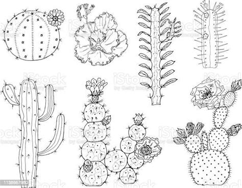 가정용 선인장 식물과 꽃 아늑한 귀여운 요소 집합입니다 Prickles와 이국적인 또는 열 대 다 육 식물의 컬렉션입니다 새겨진 손으로 오래 된 스케치와 빈티지 낙서
