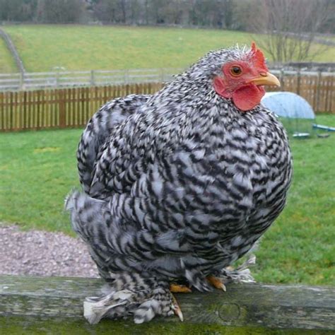 Fertile Bantam Eggs For Sale Check Out And Get More Information