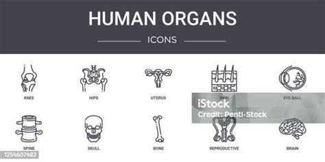 인간 장기 개념 선 아이콘 세트 엉덩이 피부 척추 뼈 생식 뇌 눈공 자궁과 같은 웹 로고 Ui Ux에 사용할 수있는 아이콘이 포함되어 있습니다 뼈에 대한 스톡 벡터 아트 및