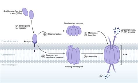 Pore Formation By Pore Forming Toxins Pfts Biorender Science Templates