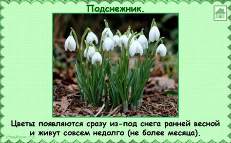 Охрана растений презентация онлайн