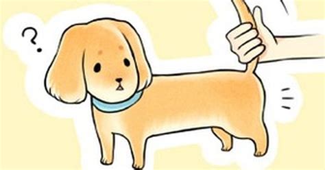 獸醫教你一分鐘清潔狗狗肛門腺 Ourpetpet