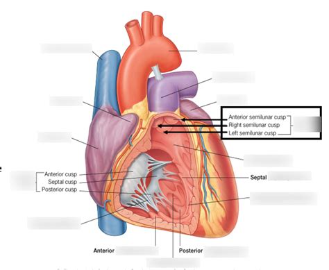 Heart Labeling 2 Diagram Quizlet
