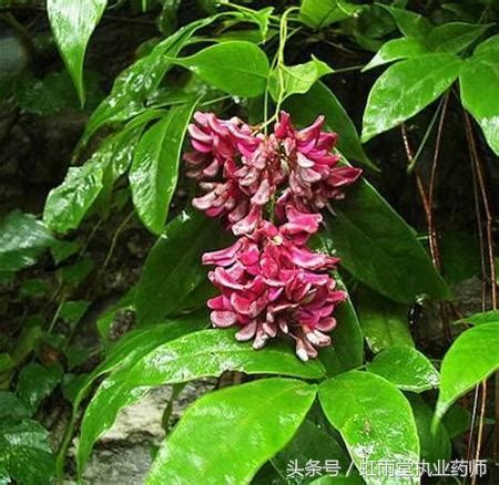 偶爾了解一味中藥雞血藤 每日頭條