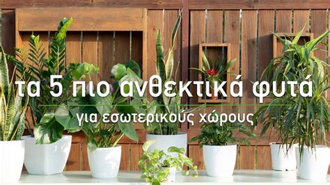 🪴 Τα 5 πιο ανθεκτικά φυτά εσωτερικού χώρου Τα Μυστικά του Κήπου Youtube