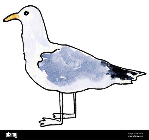 Watercolor Seagool Flying Sea Bird Hand Draw Scetch Isolated On White Background White Black