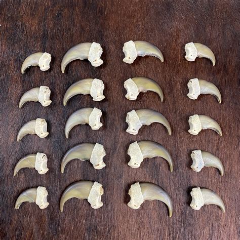 Claws For Sale — Claw Antler And Hide Co