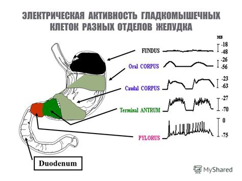 Презентация на тему Физиология пищеварения ОРГАНЫ ЖКТ ФУНКЦИИ