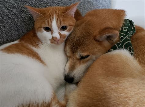 猫、犬との生活に向く人、向かない人の違いは？ 飼育後にアレルギーになることも 動物看護師に聞く オトナンサー