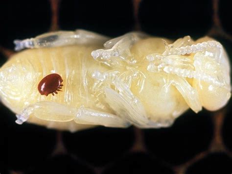 Much Of Nsw Declared Free Of Varroa Mite