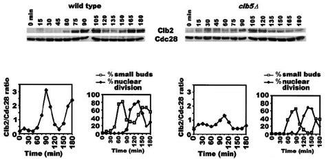 Reduced Levels Of Clb2 Protein In The Clb5 ⌬ Mutant Wild Type Cells