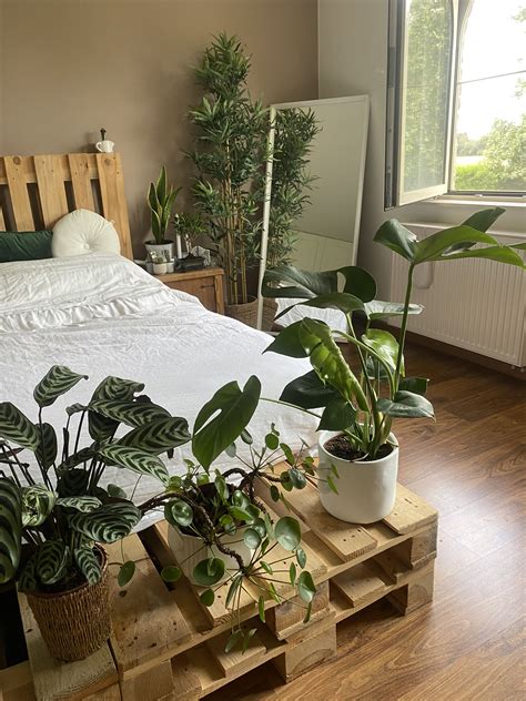 Домашние растения для уютного интерьера