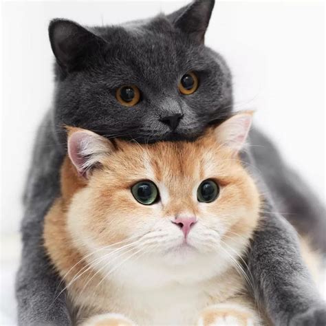 猫咪叠在一起的图片 一堆猫叠在一起的图片 三只猫叠在一起的图片 第9页 大山谷图库