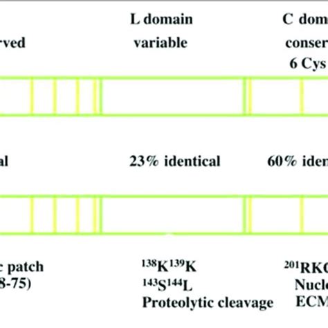 The Structure Of Igfbp 5 Igfbp 5 Consists Of 3 Structurally Domains