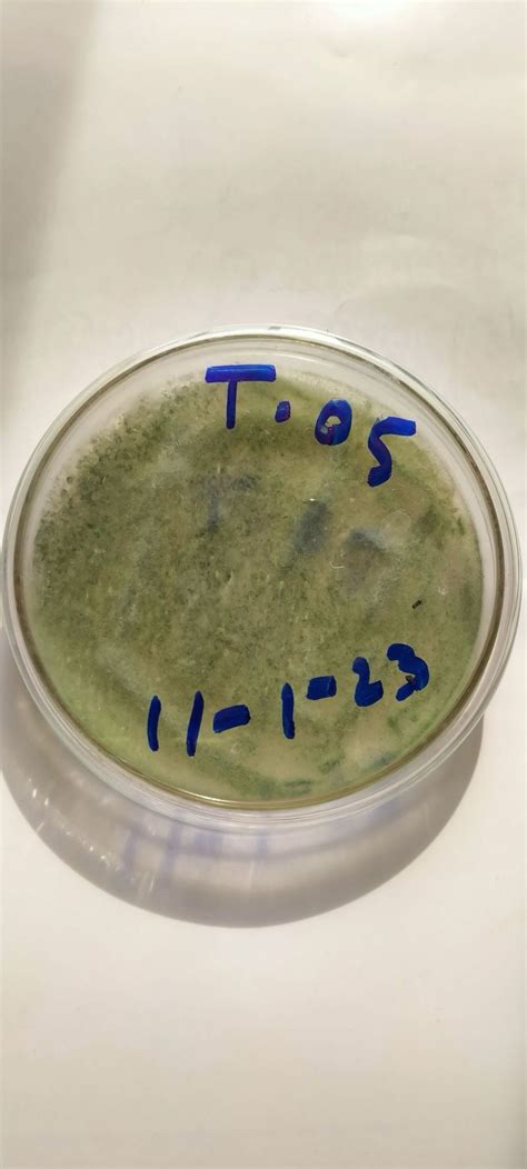 Sjalil Shah On Linkedin My Work On Trichoderma Harzianumnatures