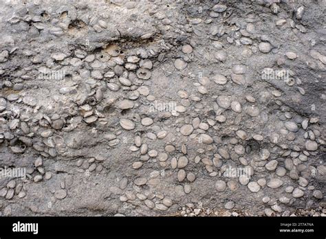 Nummulitic Limestone Fossils This Photo Was Taken In Rupit
