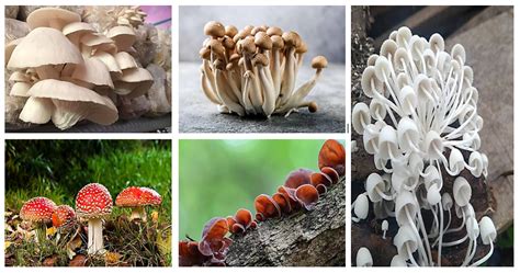 Klasifikasi Fungi Jamur Pengertian Ciri Dan Contohnya