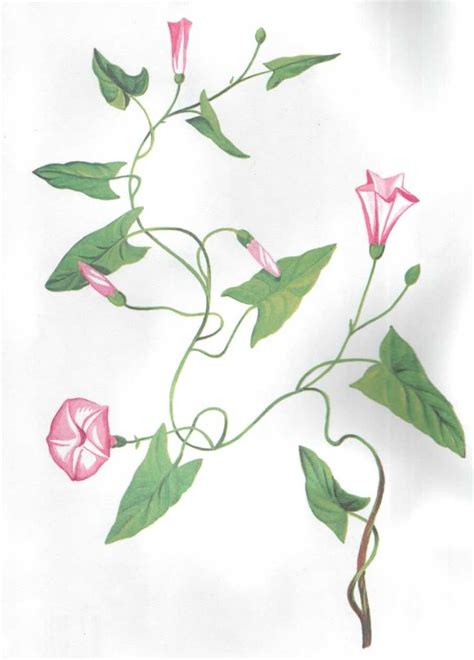 Вьюнок полевой