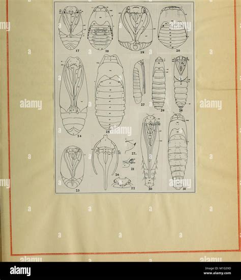 A Classification Of The Lepidoptera Based On Characters Of The Pupa 1915 20646519342 Stock